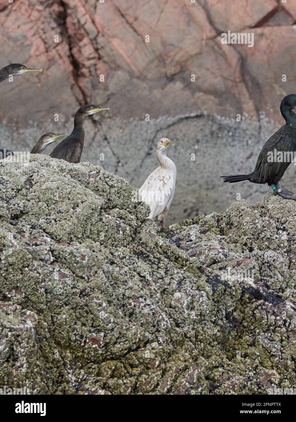 Unusual scottish bird hi-res stock photography and images - Alamy