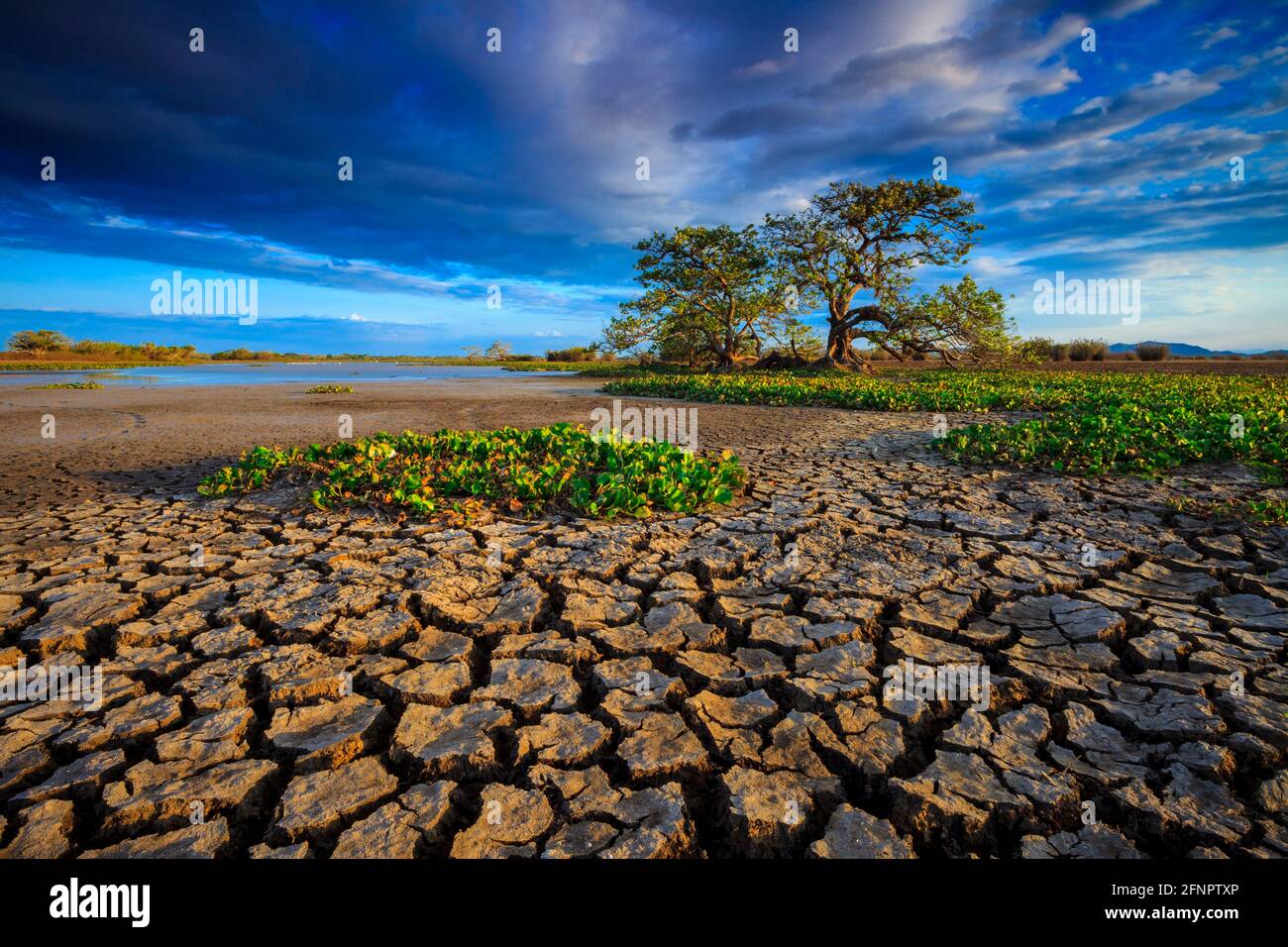 Panama landscape with cracked soil and last evening sunlight in Refugio ...