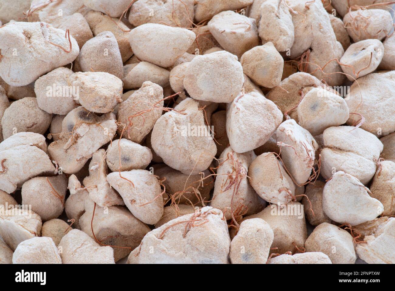 Baobab fruit and seed Stock Photo - Alamy