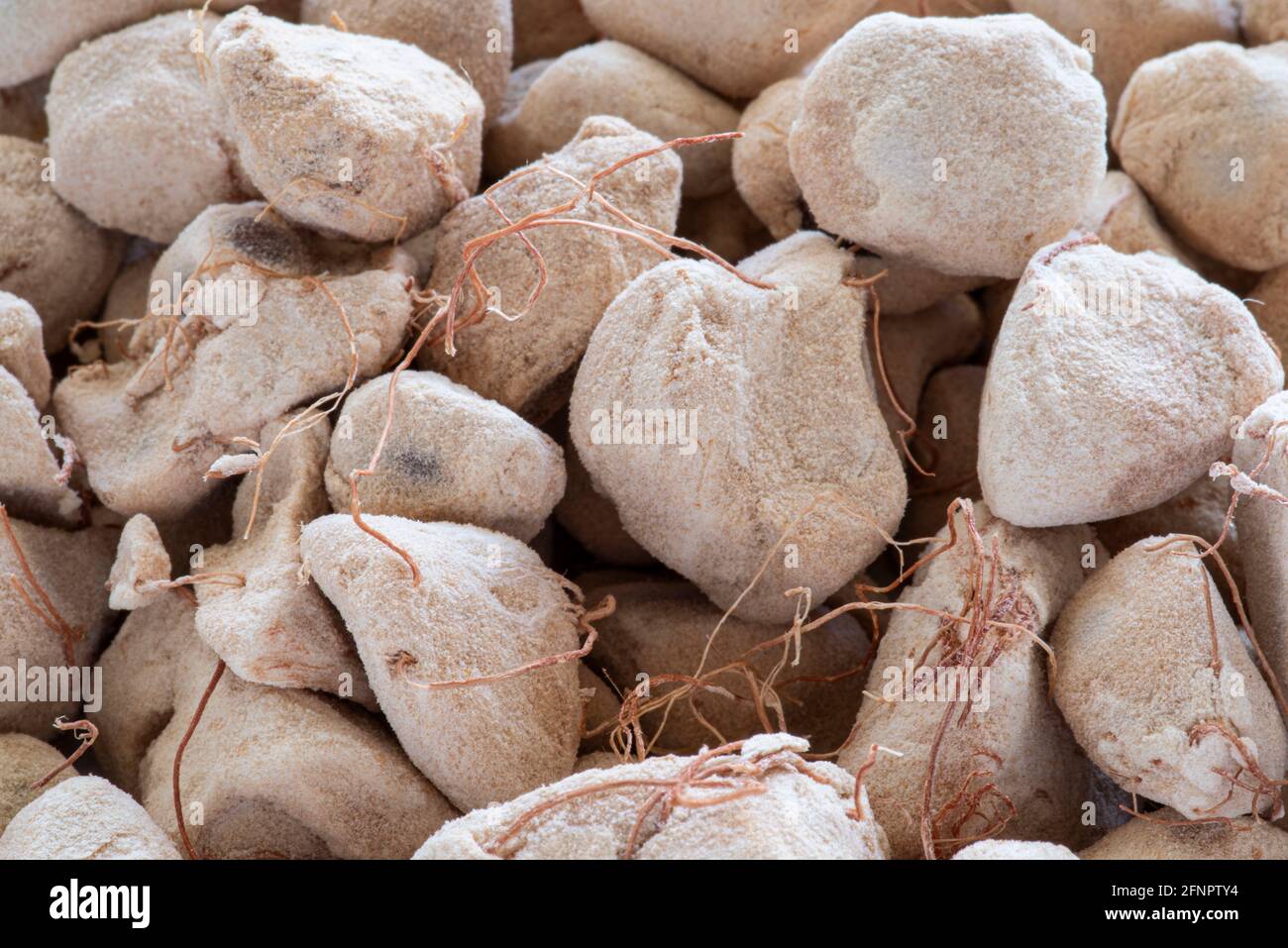 Baobab fruit and seed Stock Photo - Alamy