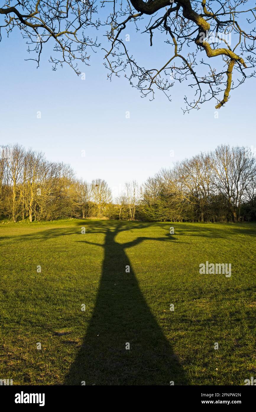 Long shadow of a tree cast from a setting sun Stock Photo - Alamy