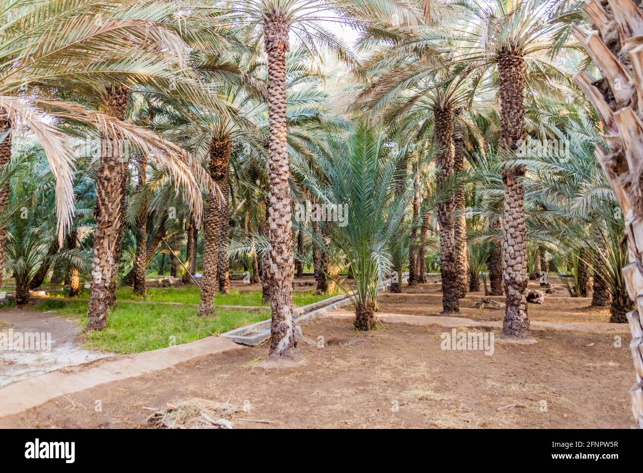 Date palm trees in al hi-res stock photography and images - Alamy