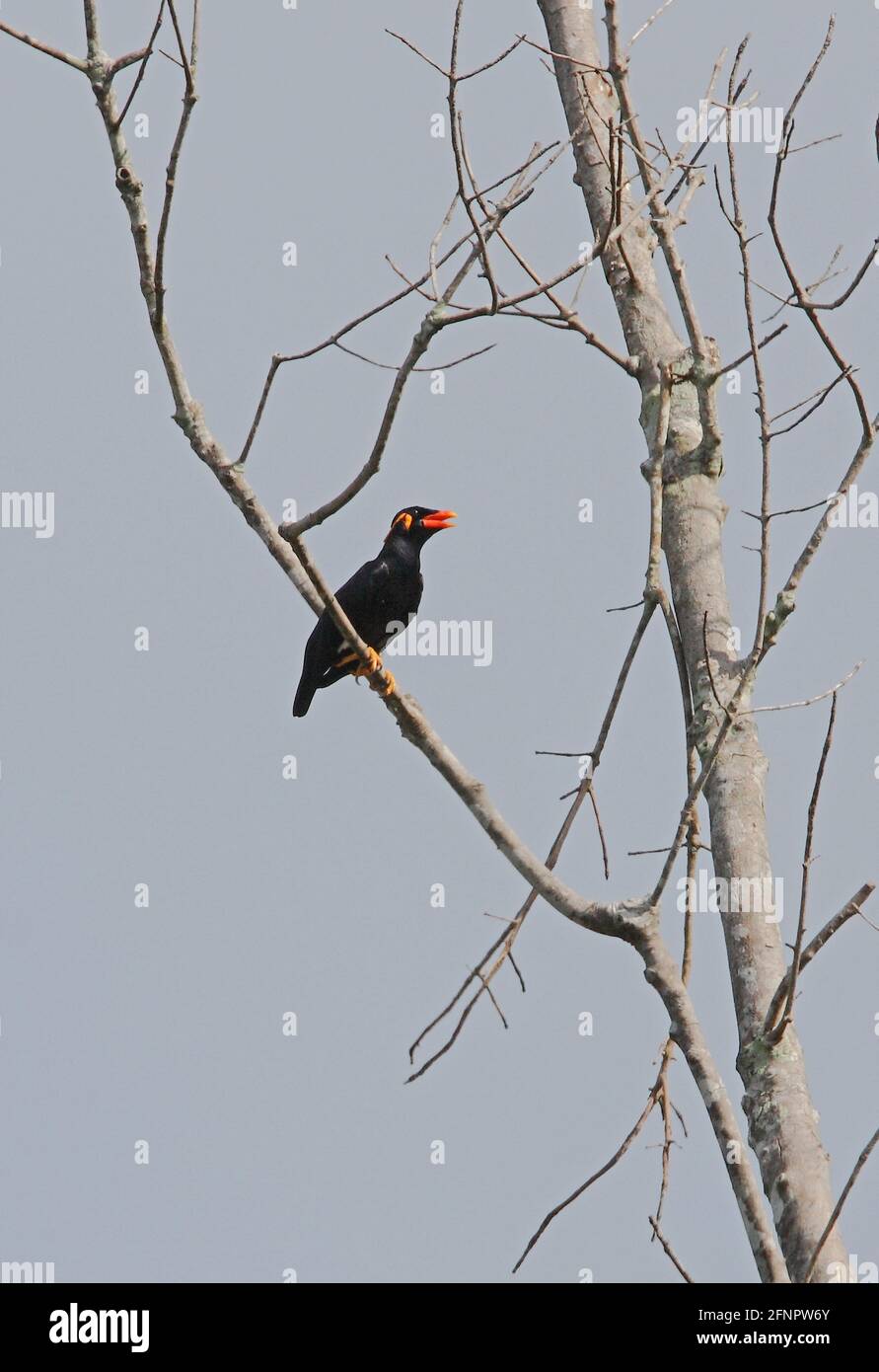 Common Hill Myna (Gracula religiosa religiosa) adult perched in dead ...