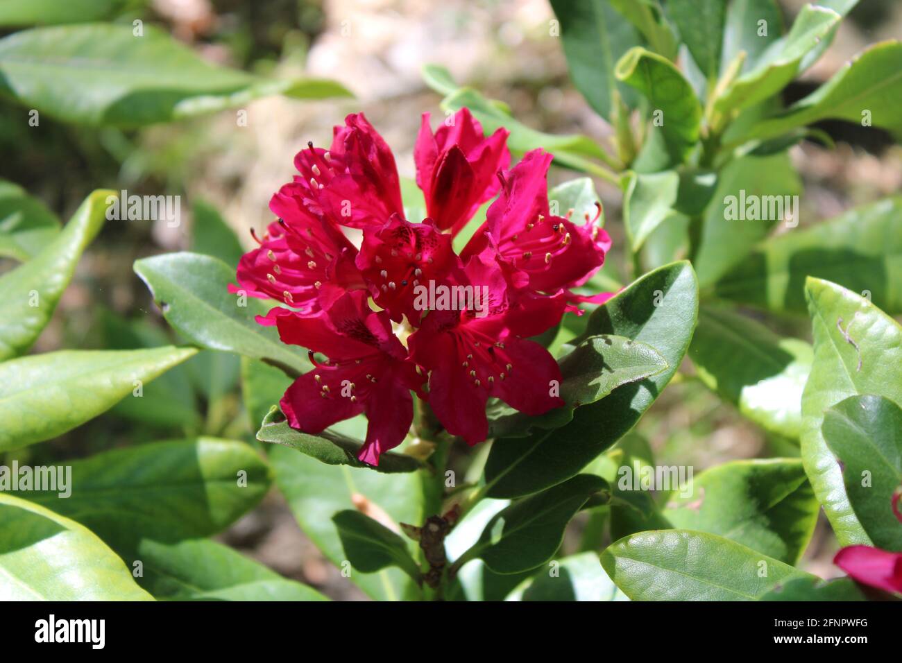 Dark red rhododendron flower hi-res stock photography and images - Alamy