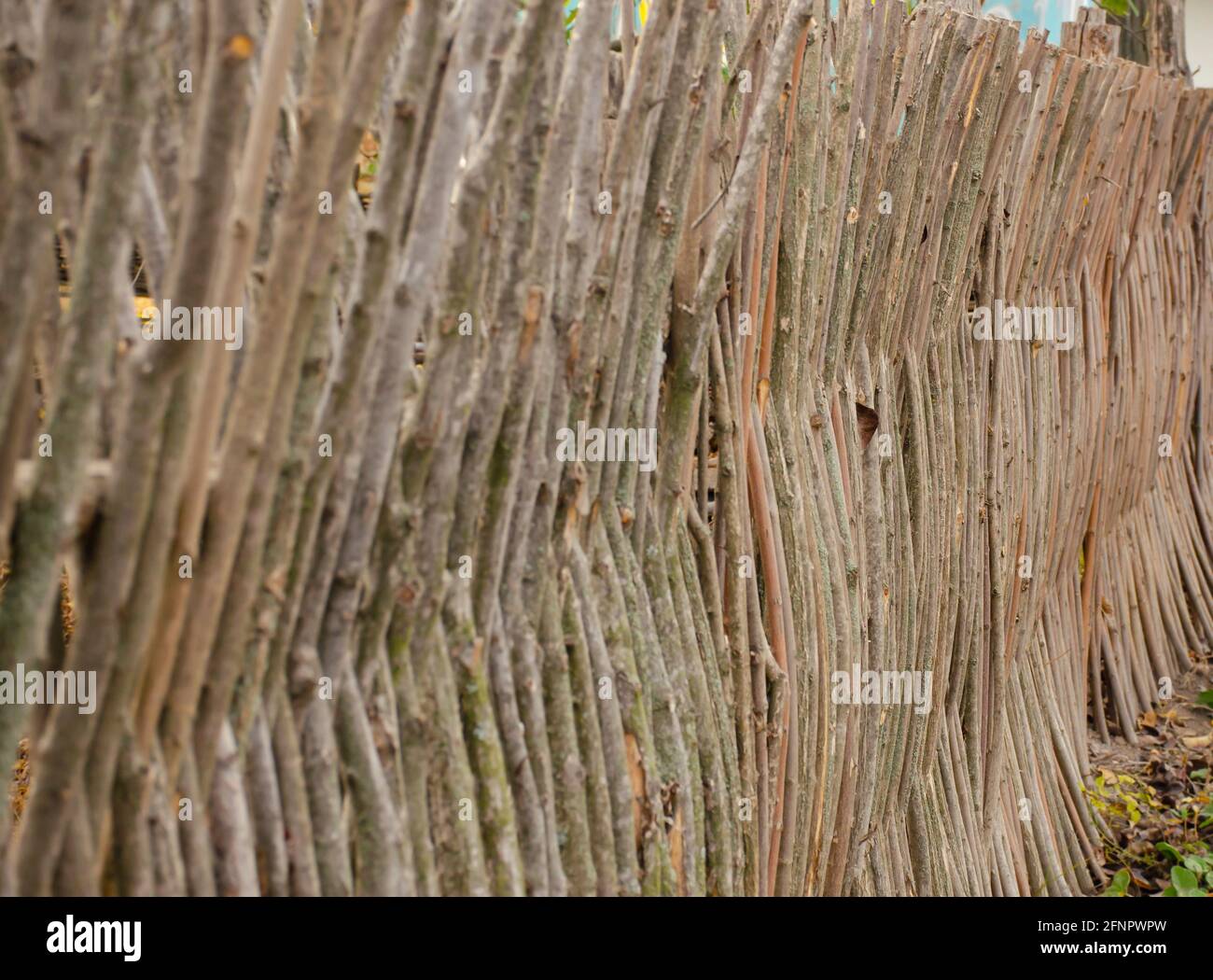 Hazel wood texture hi-res stock photography and images - Alamy