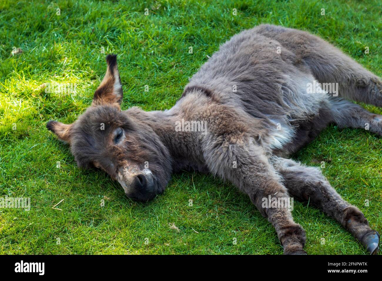 Chilling In The Sun High Resolution Stock Photography and Images - Alamy