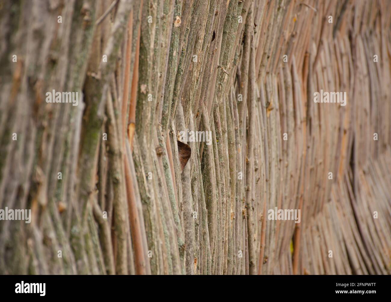 Hazel wood texture hi-res stock photography and images - Alamy