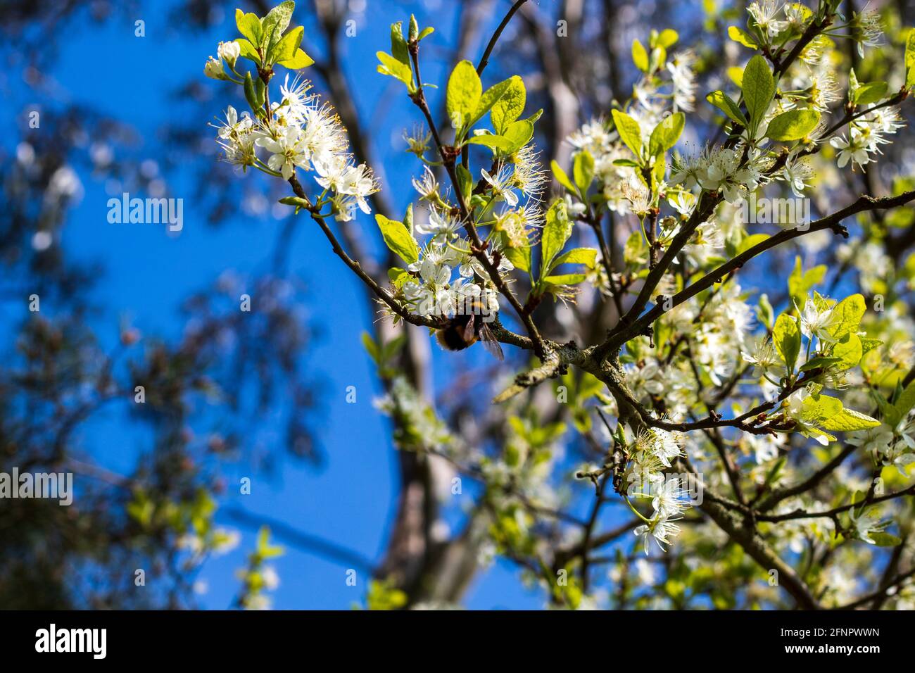 Marco bee hi-res stock photography and images - Alamy