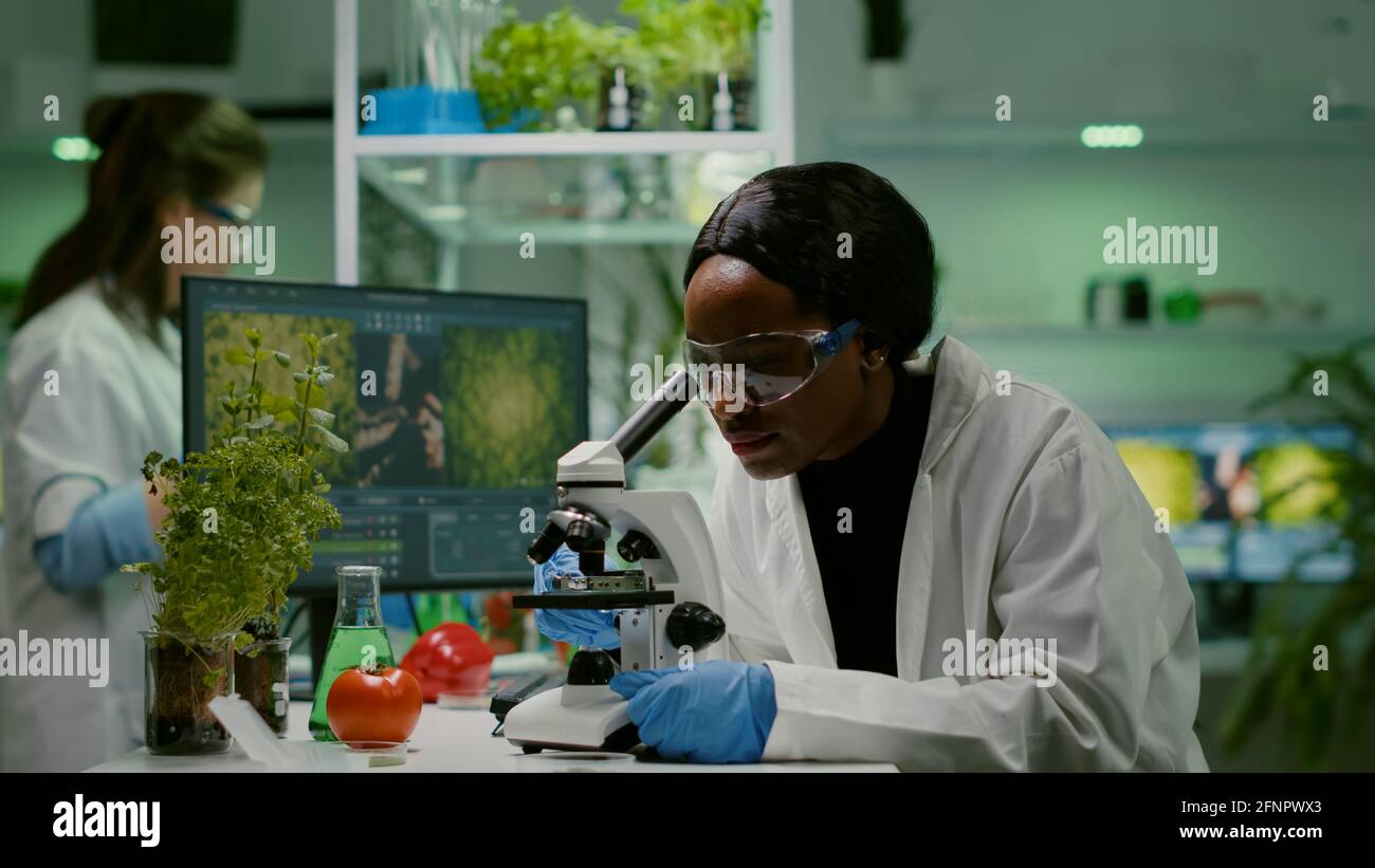 Slide view of biologist researcher analyzing gmo green leaf using ...