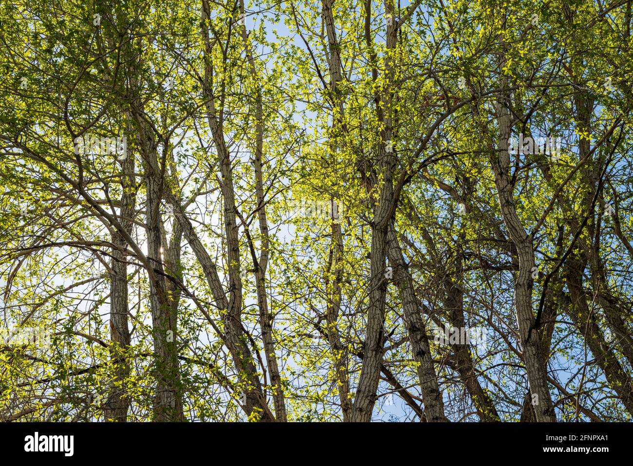 Populus deltoides bloom hi-res stock photography and images - Alamy