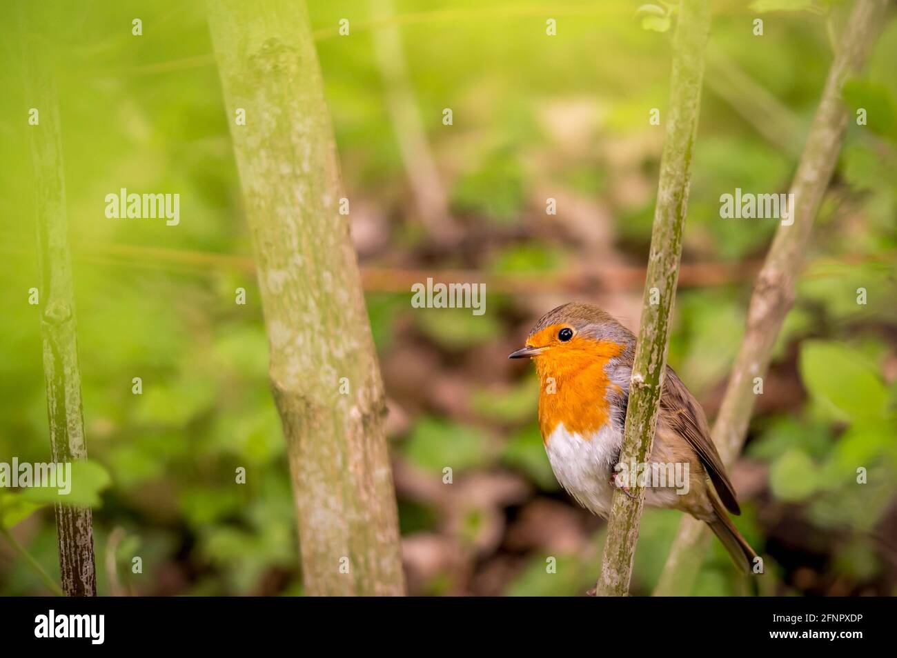 Robin with full beak hi-res stock photography and images - Alamy