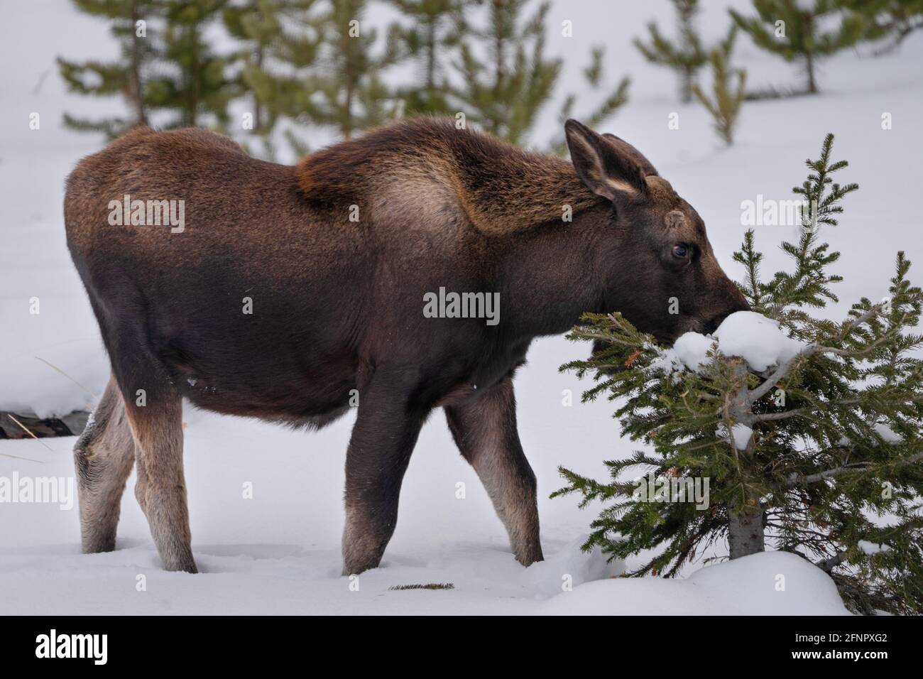 Juvenile moose calf grazing on a young spruce tree in the snow in ...