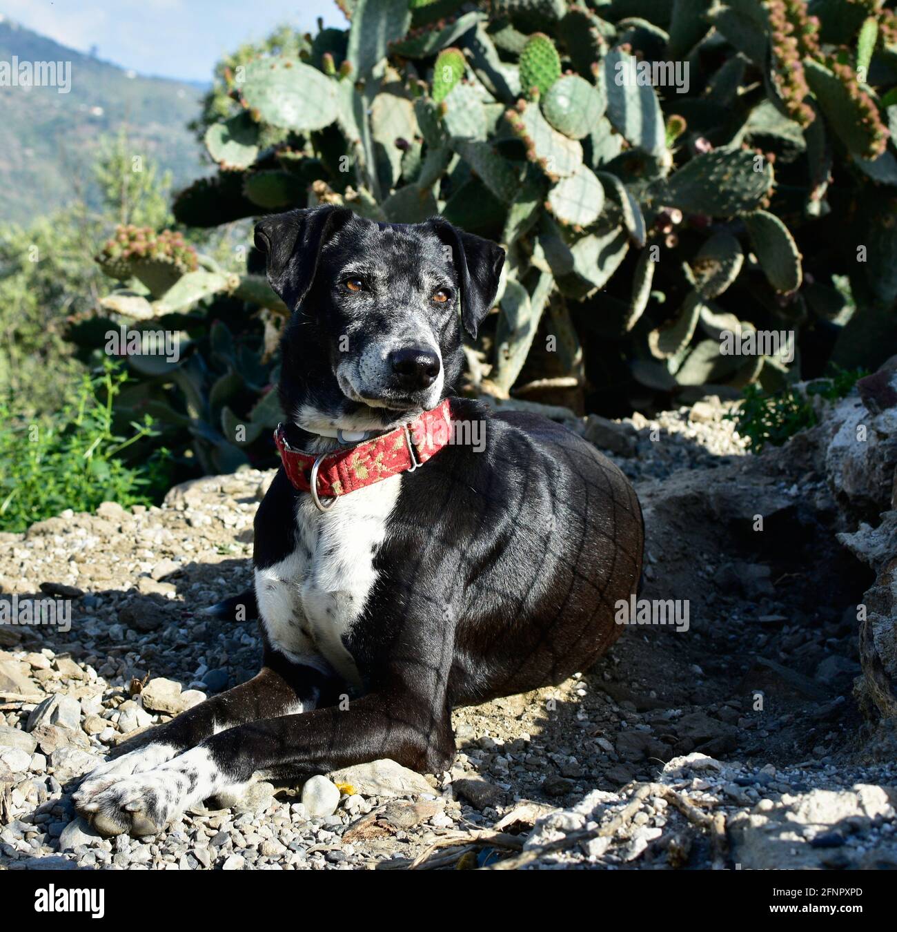 Are Majorca Shepherd Dog Noisy