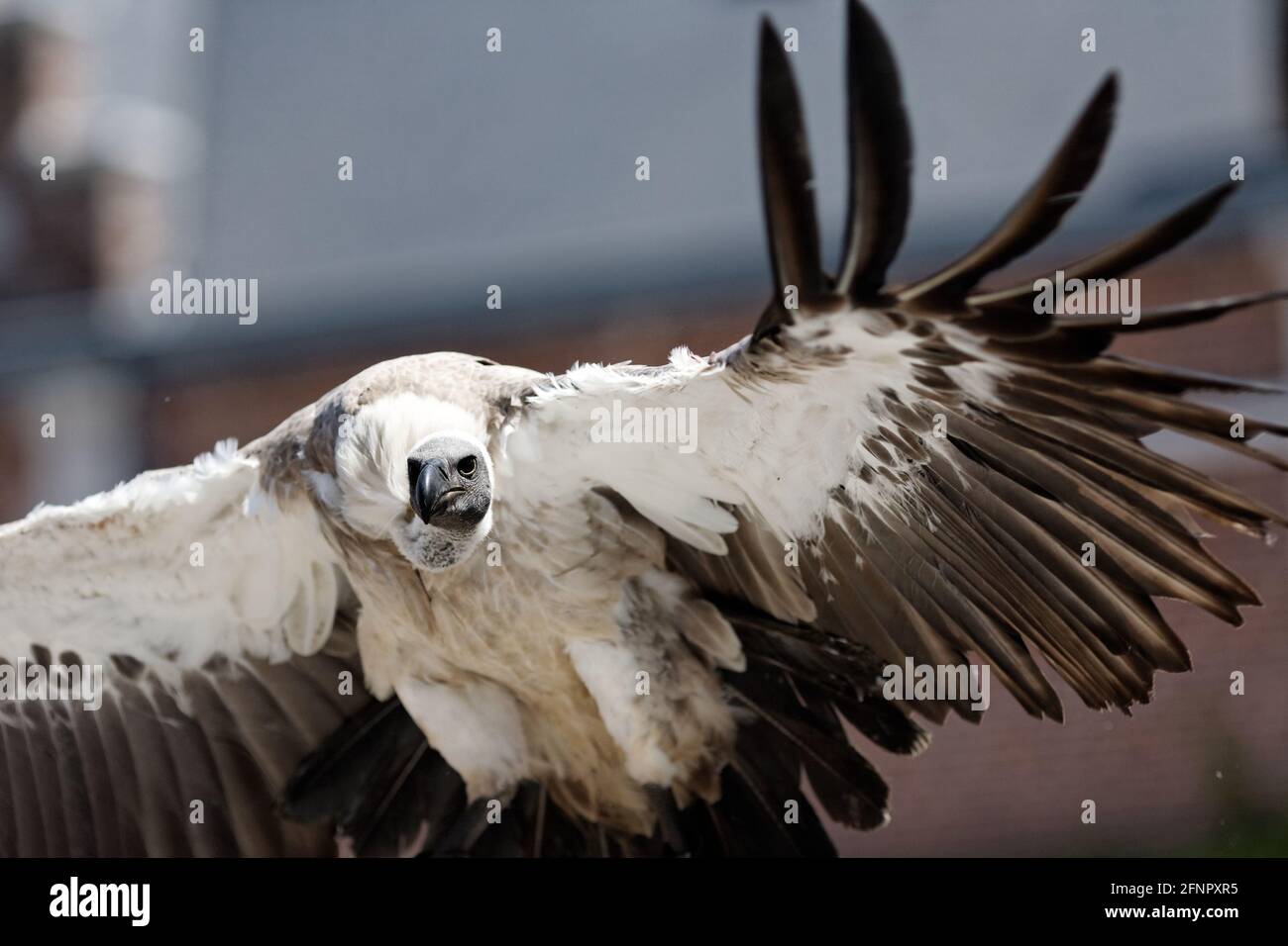Oiseaux en belgique hi-res stock photography and images - Alamy