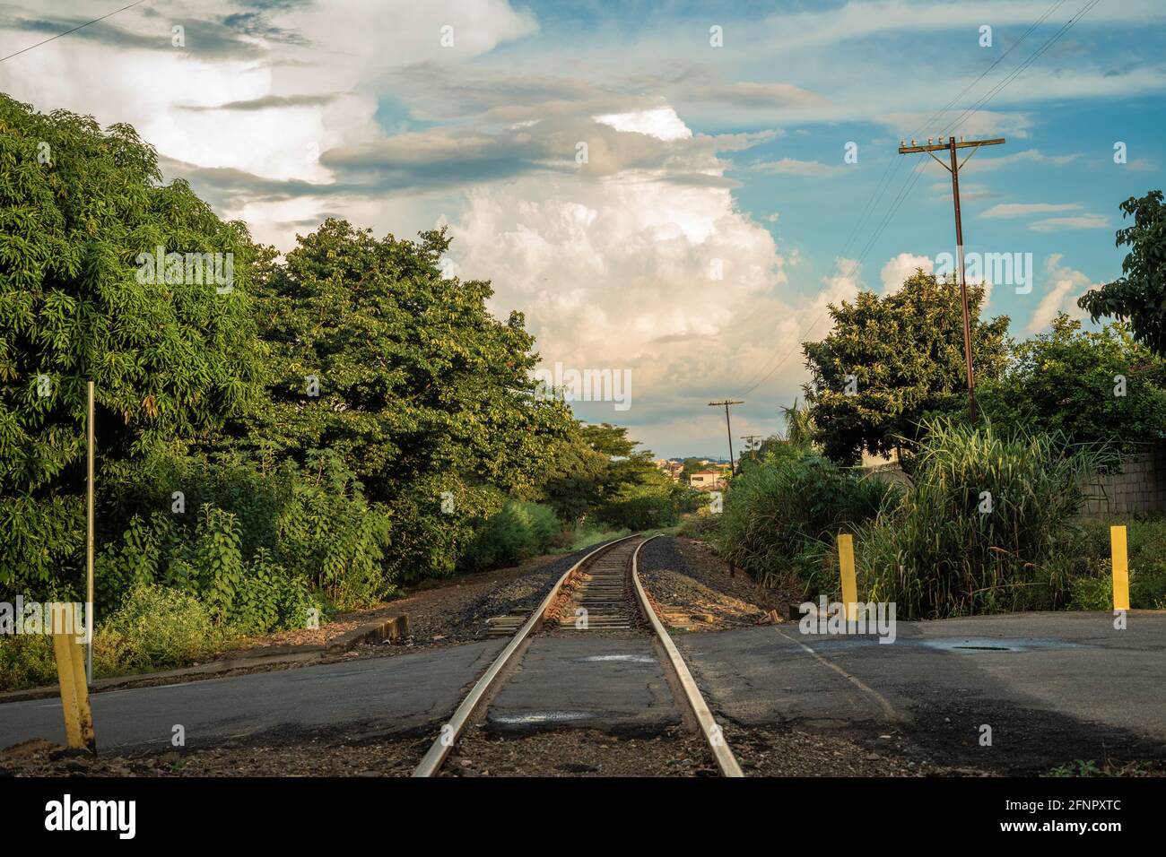 Railroads in a forest hi-res stock photography and images - Alamy