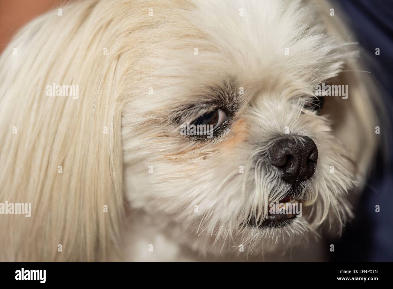 What Does It Mean When Dogs Squint