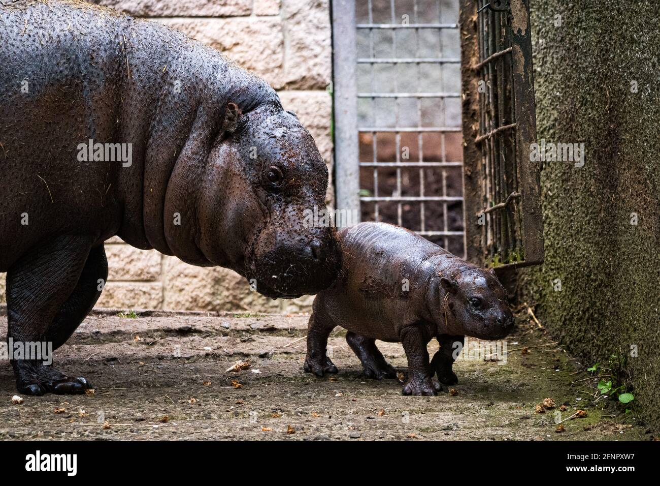 Gloria the hippo hi-res stock photography and images - Alamy