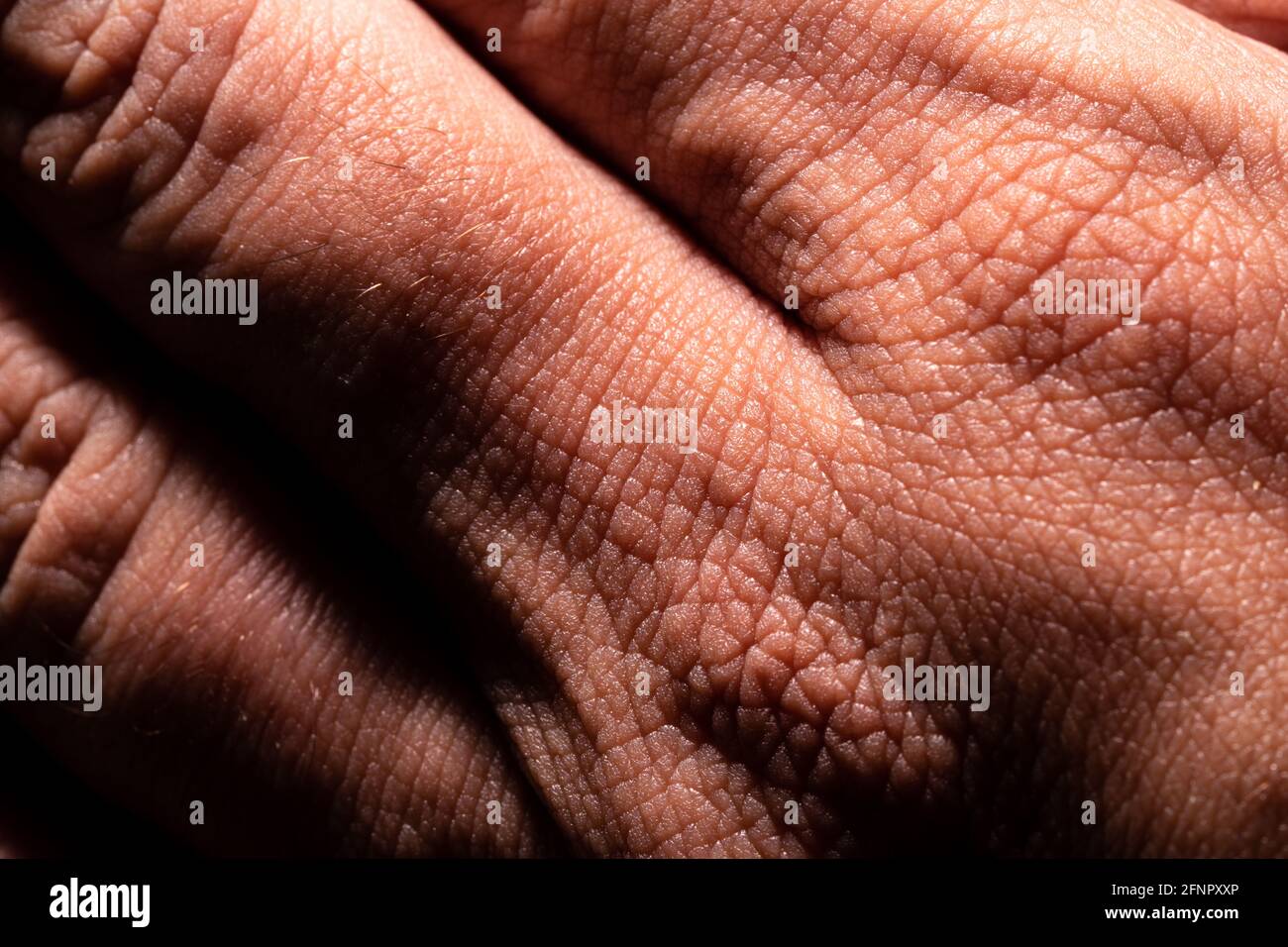 Detailed fingers hi-res stock photography and images - Alamy