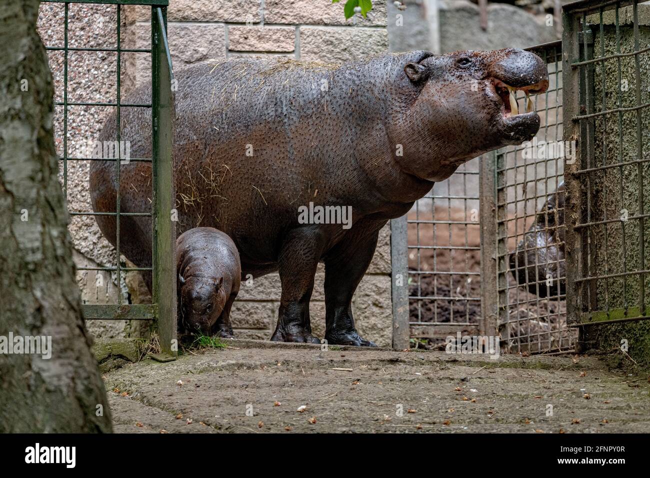 Gloria the hippo hi-res stock photography and images - Alamy