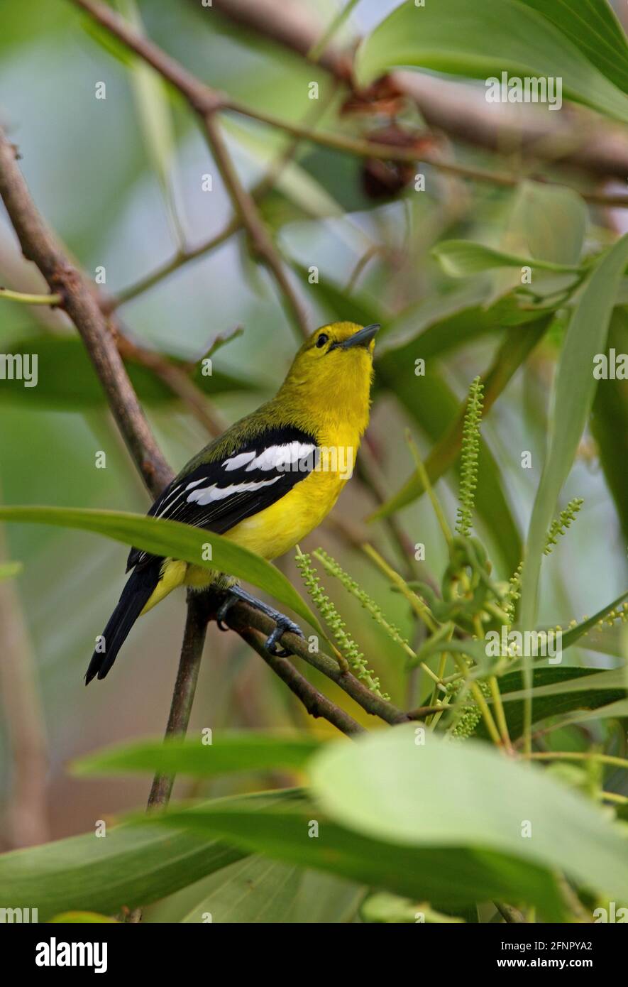 The common iora hi-res stock photography and images - Alamy