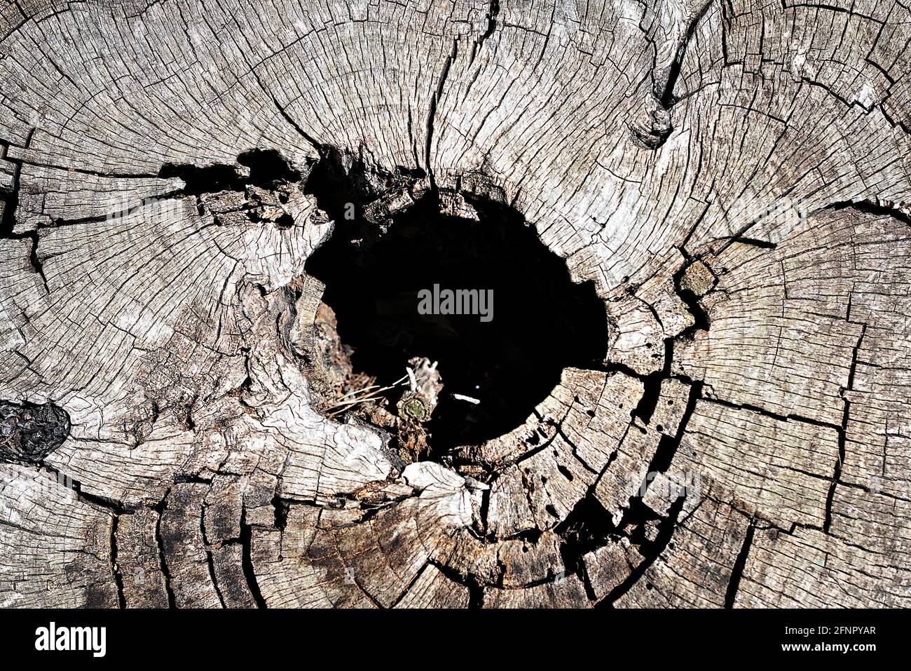old trunk cut and split in the center comment Stock Photo - Alamy