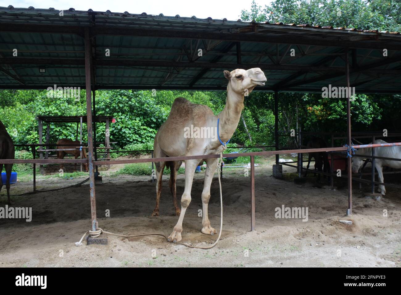 Closeup shot of a camel standing behind a fence under a roof Stock ...