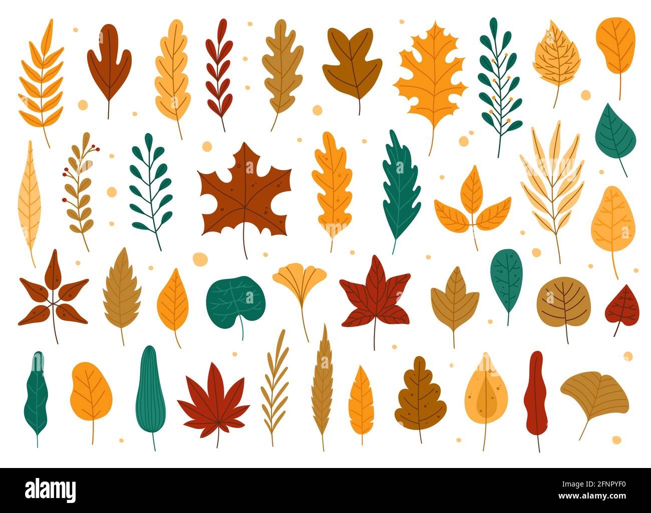 Autumn leaves. Oak, maple, elm dry fallen leaf. Hand drawn fall forest ...