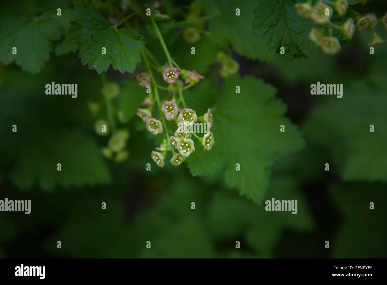 Red currant bush hi-res stock photography and images - Alamy