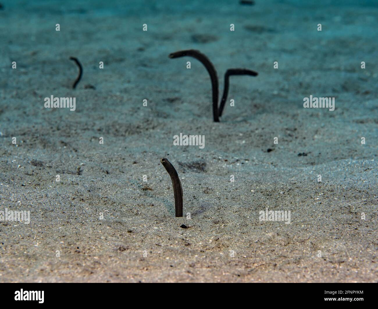 Brown Garden Eel in shallow water of coral reef of Caribbean Sea ...