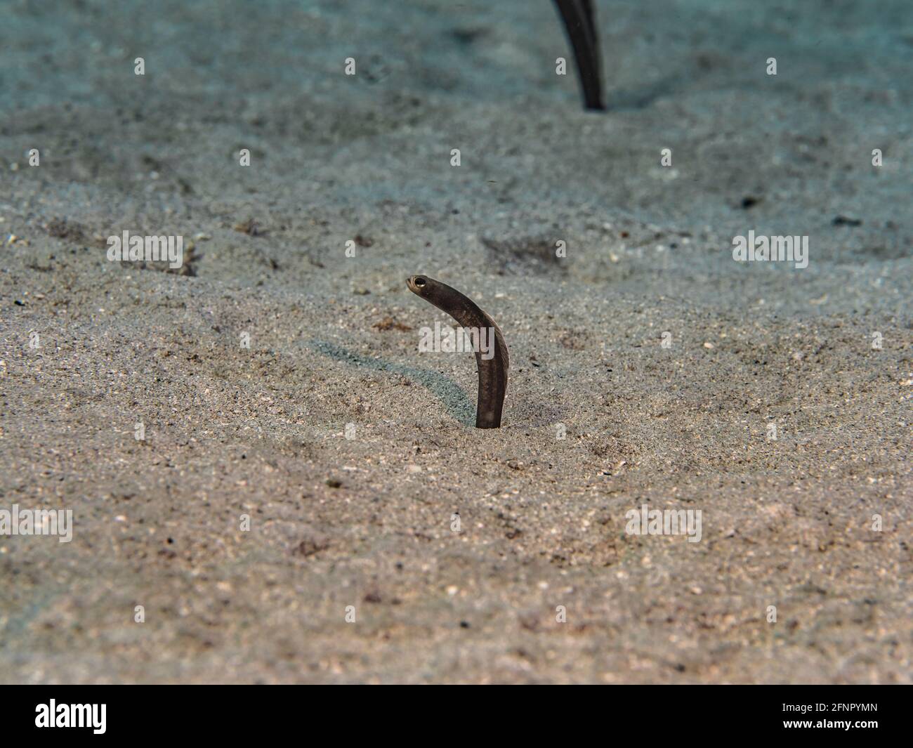 Brown Garden Eel in shallow water of coral reef of Caribbean Sea ...