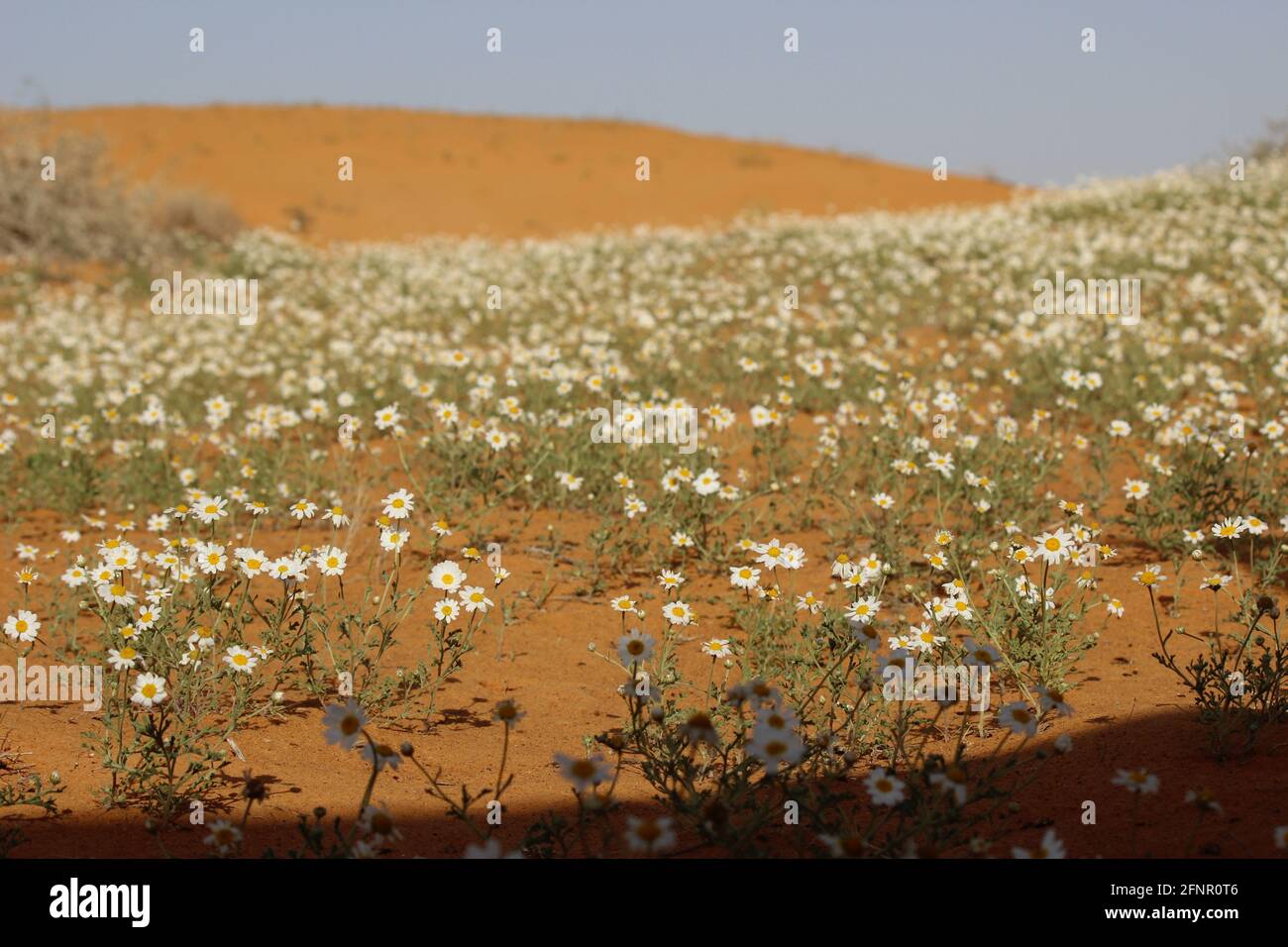 Saudi desert flowers hi-res stock photography and images - Alamy