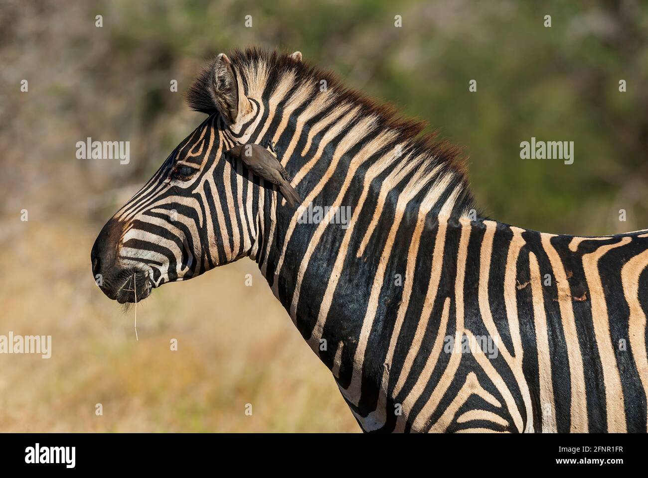 South African Zebra