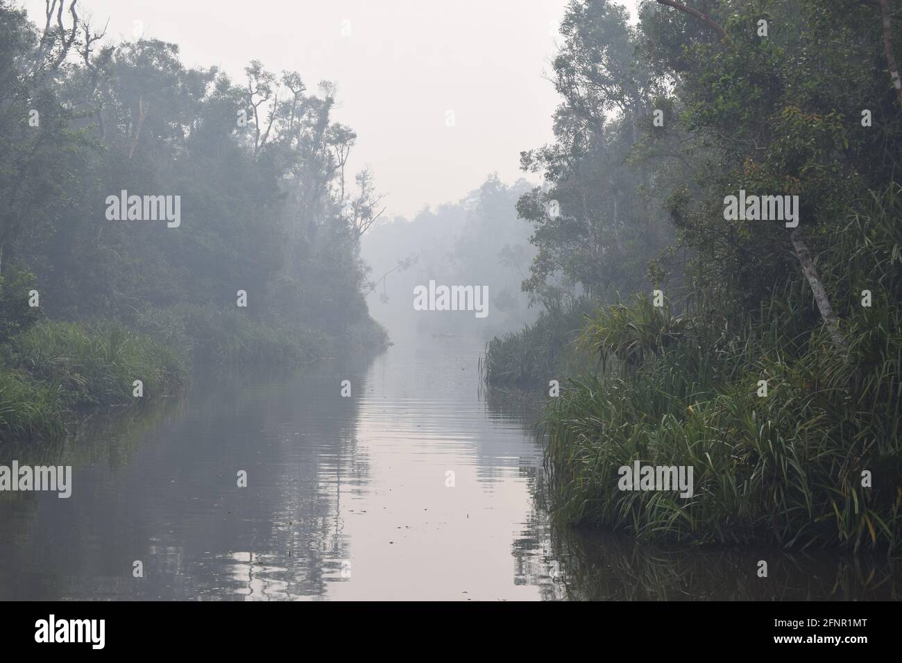 A view of rain forest trees, shrouded in smoke from forest fires ...