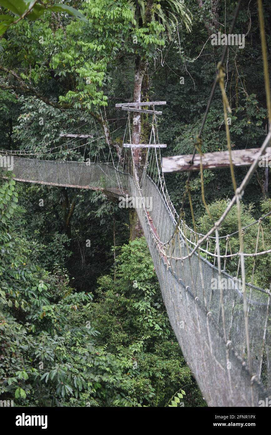 A high rope bridge in the tree canopy of the rainforest in Borneo Stock ...