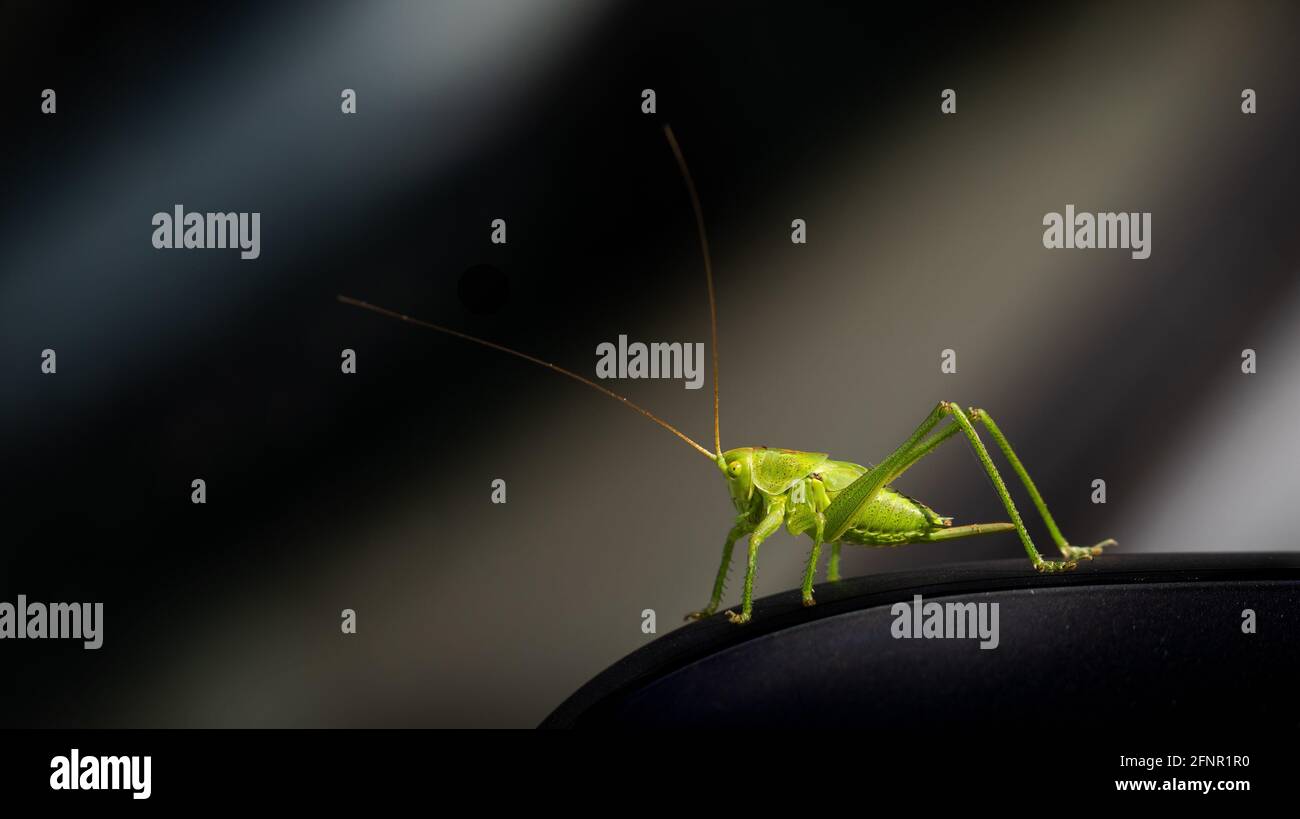 Close up of a green grasshopper (Tettigonia viridissima). Diagonal ...