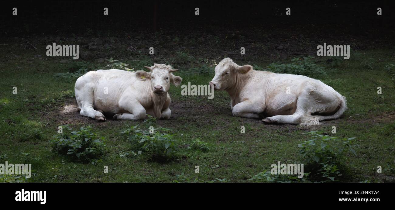 Calf white albino cow hi-res stock photography and images - Alamy