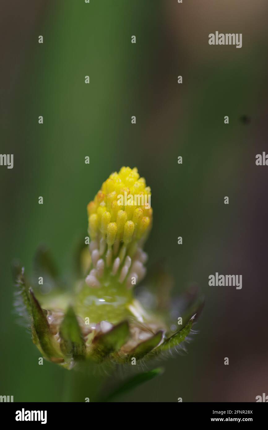 Closeup of a withered daisy flower in the blurred background Stock ...