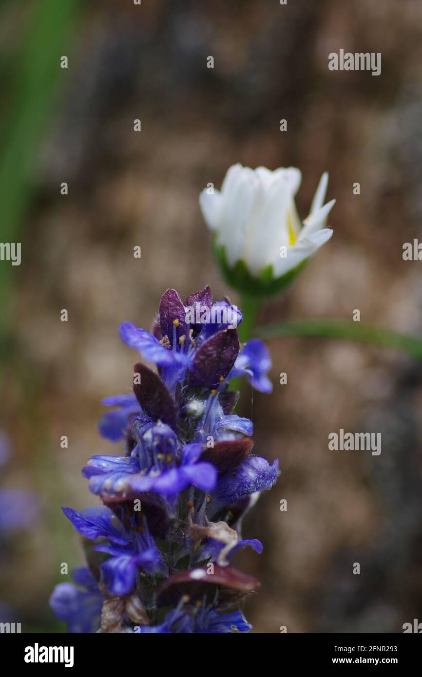Common bugleweed blooming in the garden Stock Photo - Alamy