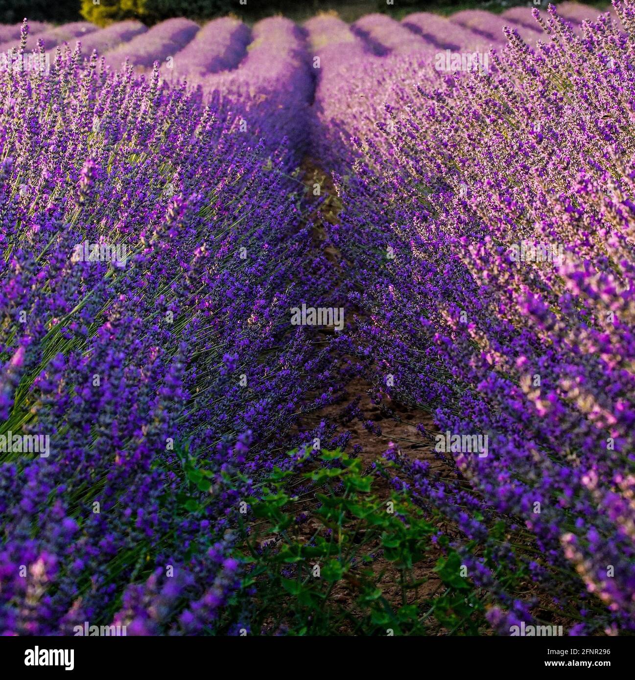 Lavender flowers blooming in the scenic field Stock Photo - Alamy