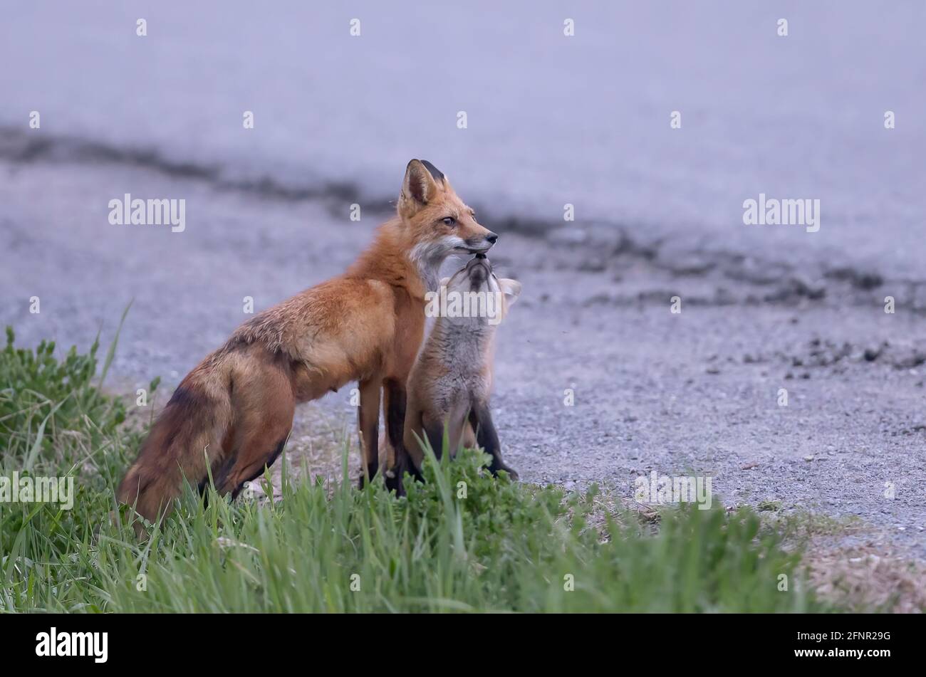 Female kits hi-res stock photography and images - Alamy