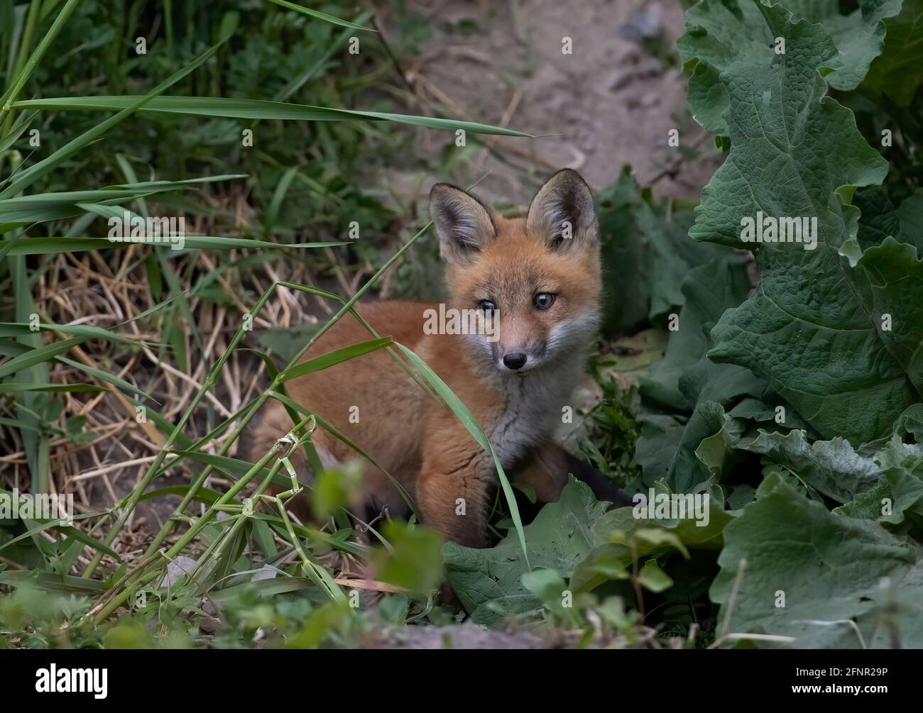 Red fox kit (Vulpes vulpes) coming out of its den deep in the forest in early spring in Canada ...