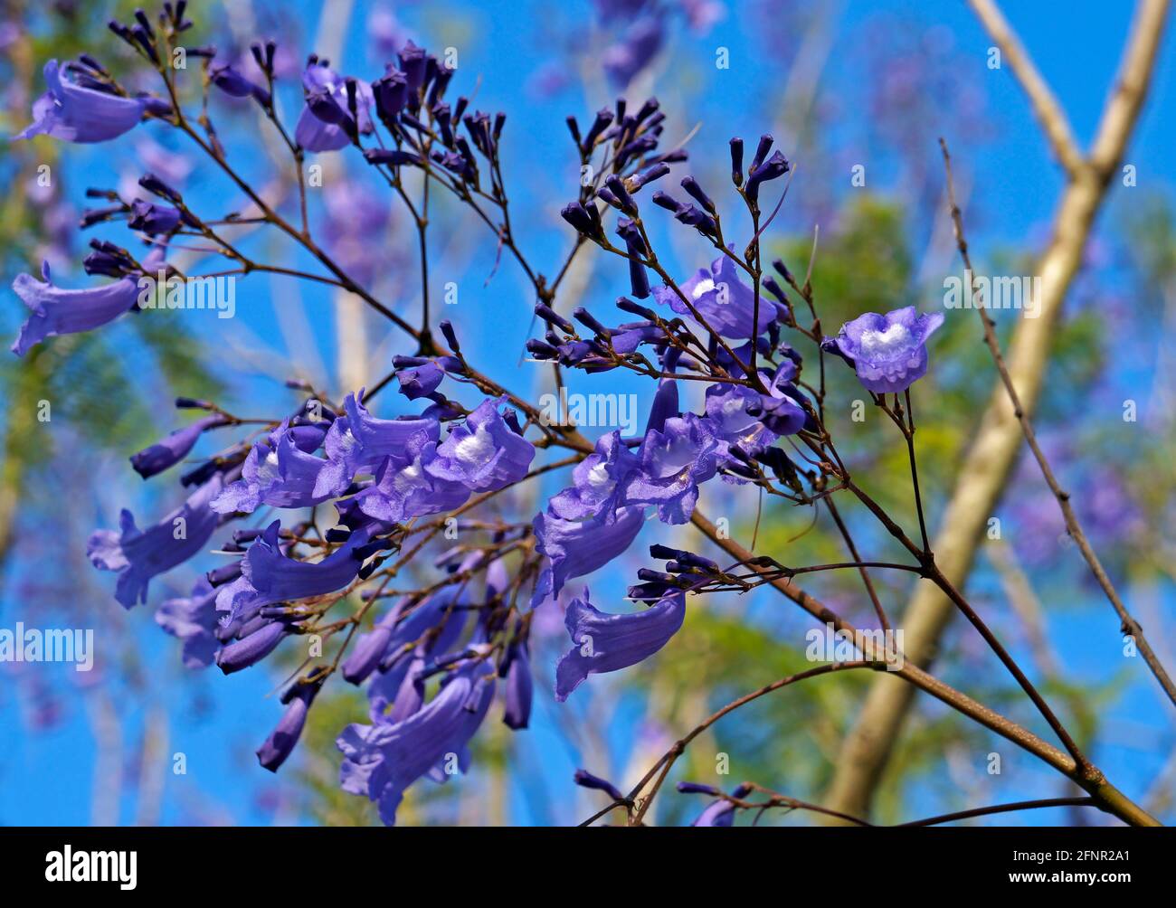 Blue jacaranda flowers (Jacaranda mimosifolia Stock Photo - Alamy