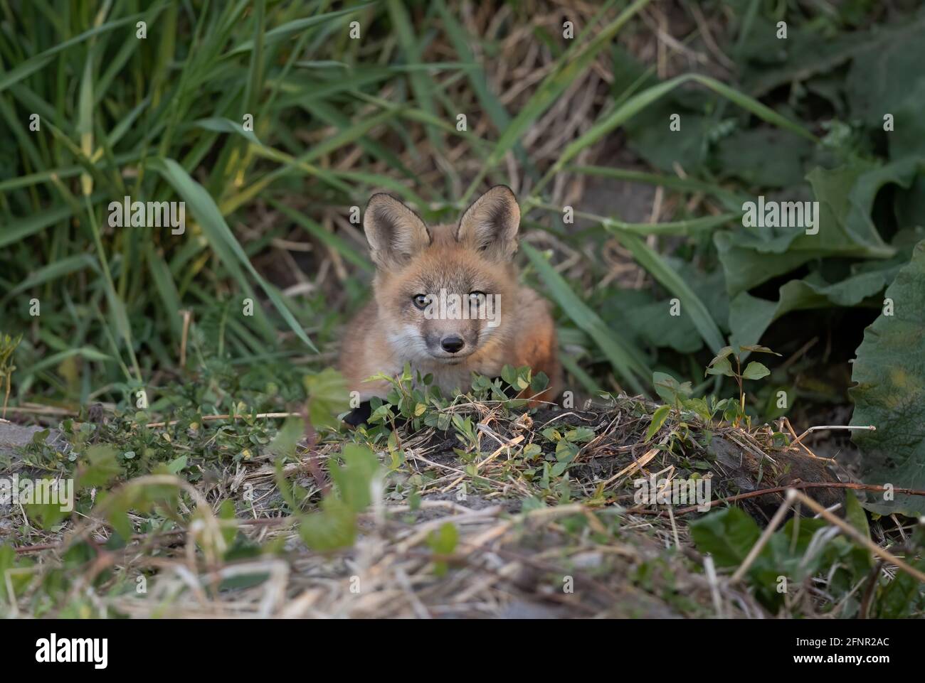 Red fox kit (Vulpes vulpes) coming out of its den deep in the forest in early spring in Canada ...