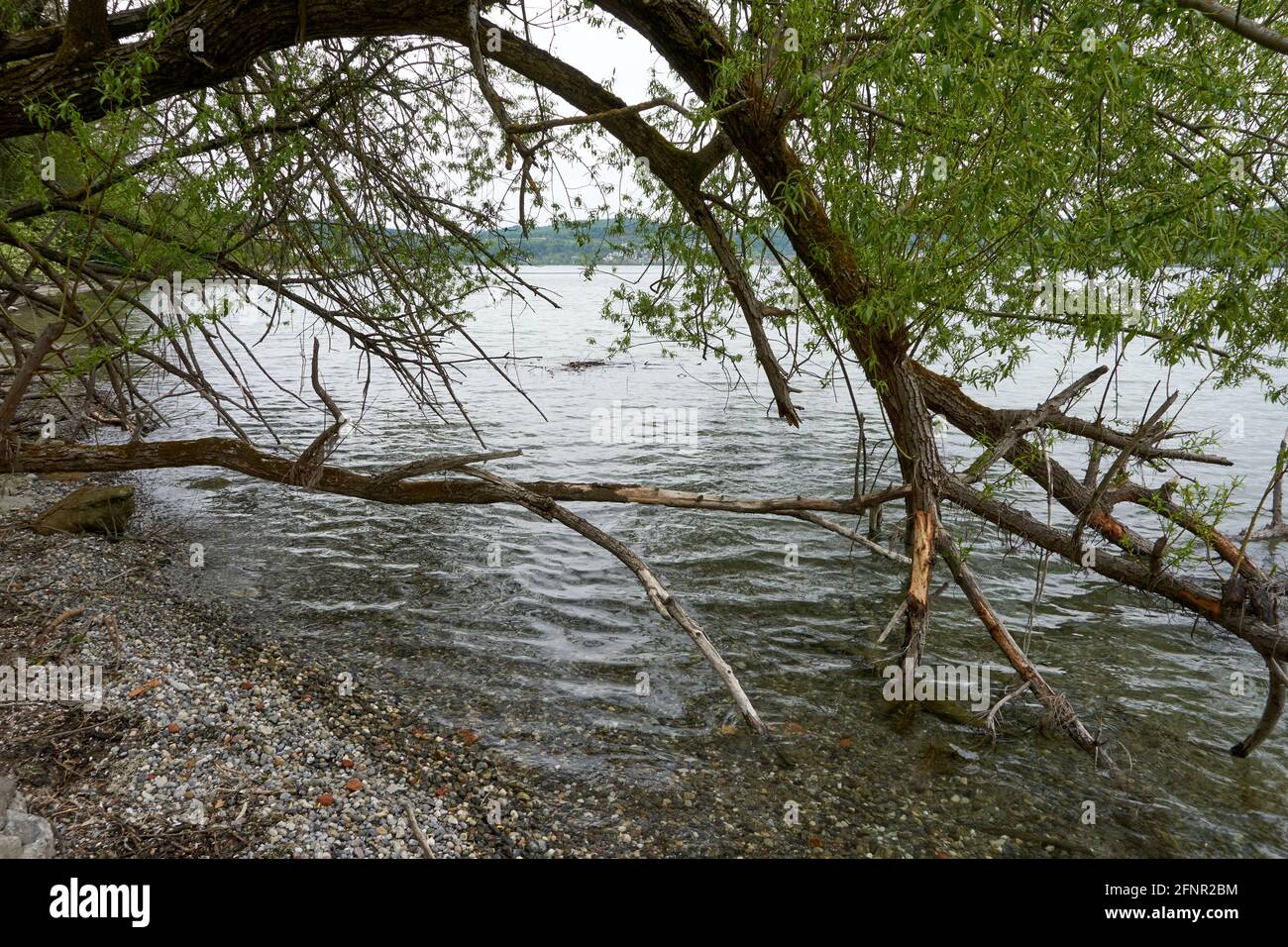 Tree grown towards the river Stock Photo - Alamy