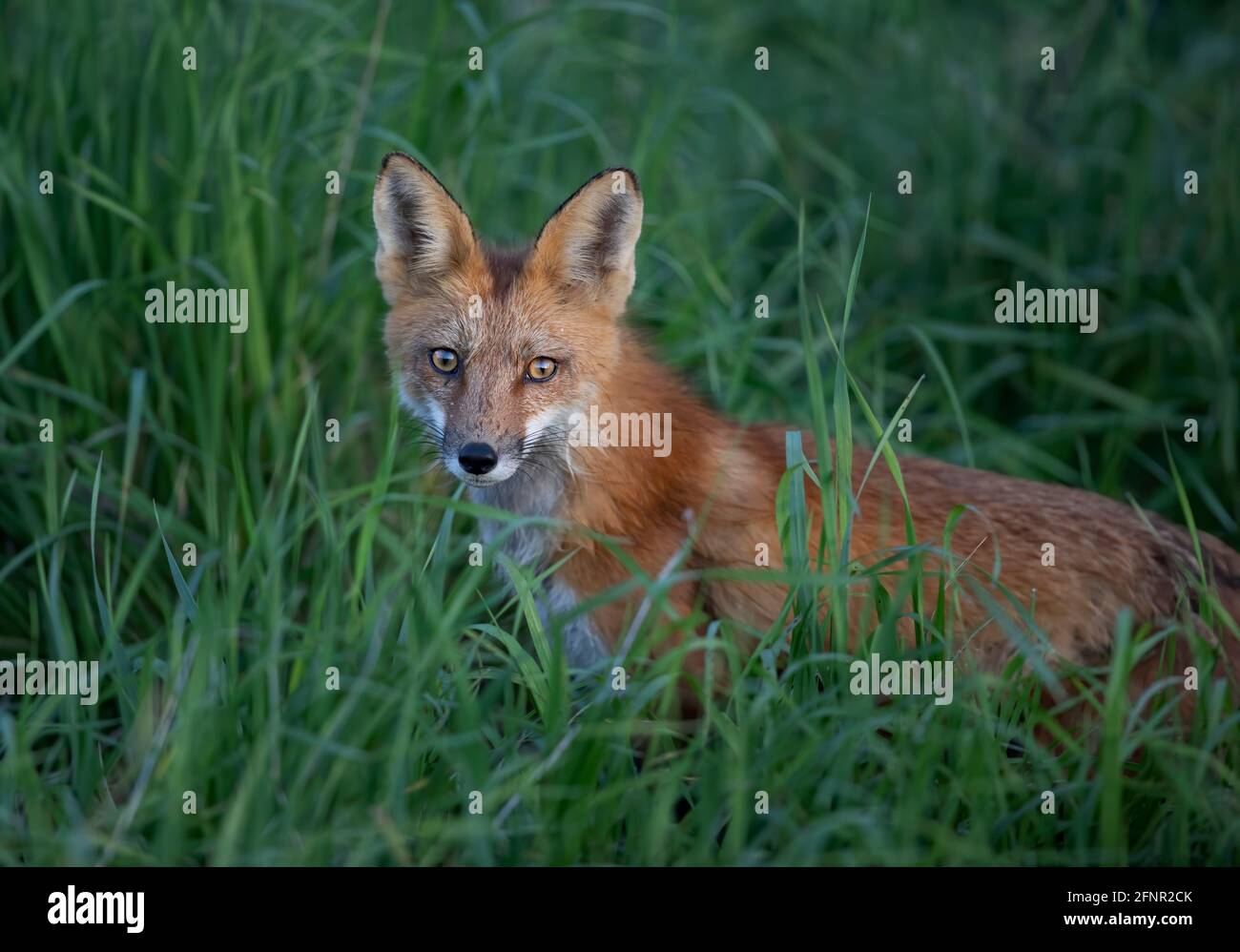 Red fox vixen walking hi-res stock photography and images - Alamy