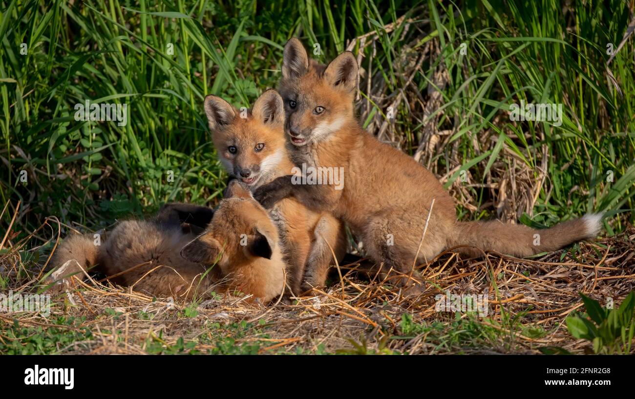 Red fox kits (Vulpes vulpes) playing by their den deep in the forest in early spring in Canada ...