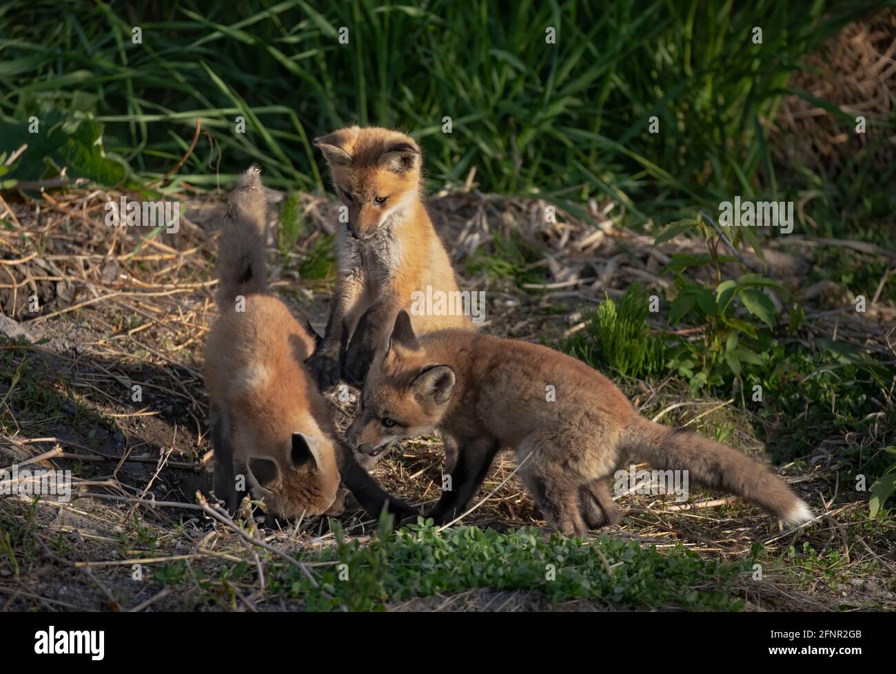 Red fox kits (Vulpes vulpes) playing by their den deep in the forest in early spring in Canada ...