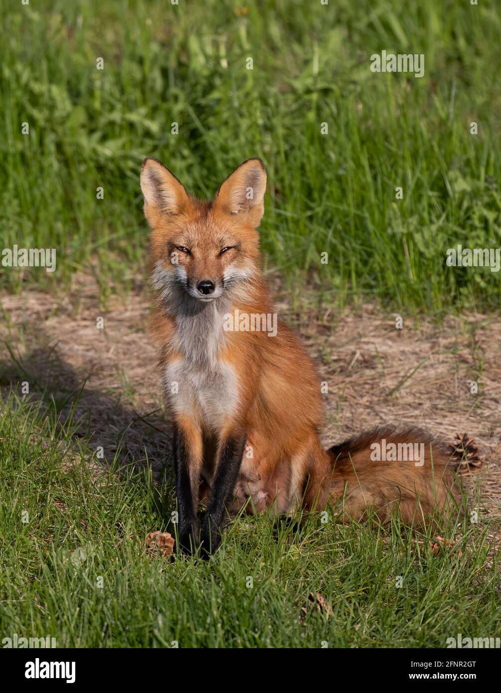 Red fox vixen walking hi-res stock photography and images - Alamy
