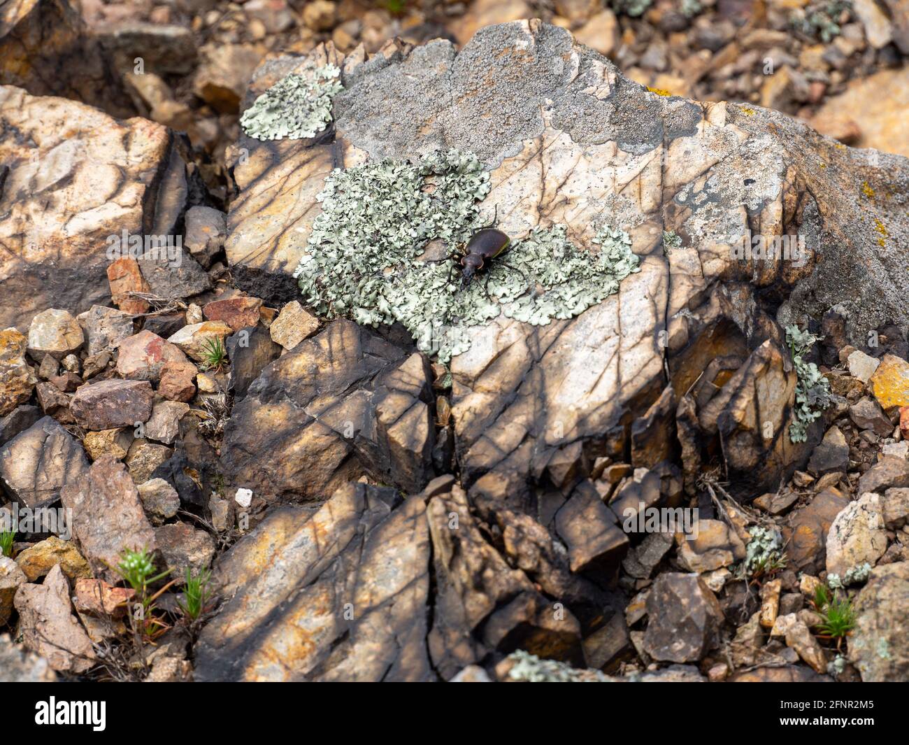 Top view of an insect isolated on the mossy stone background Stock ...