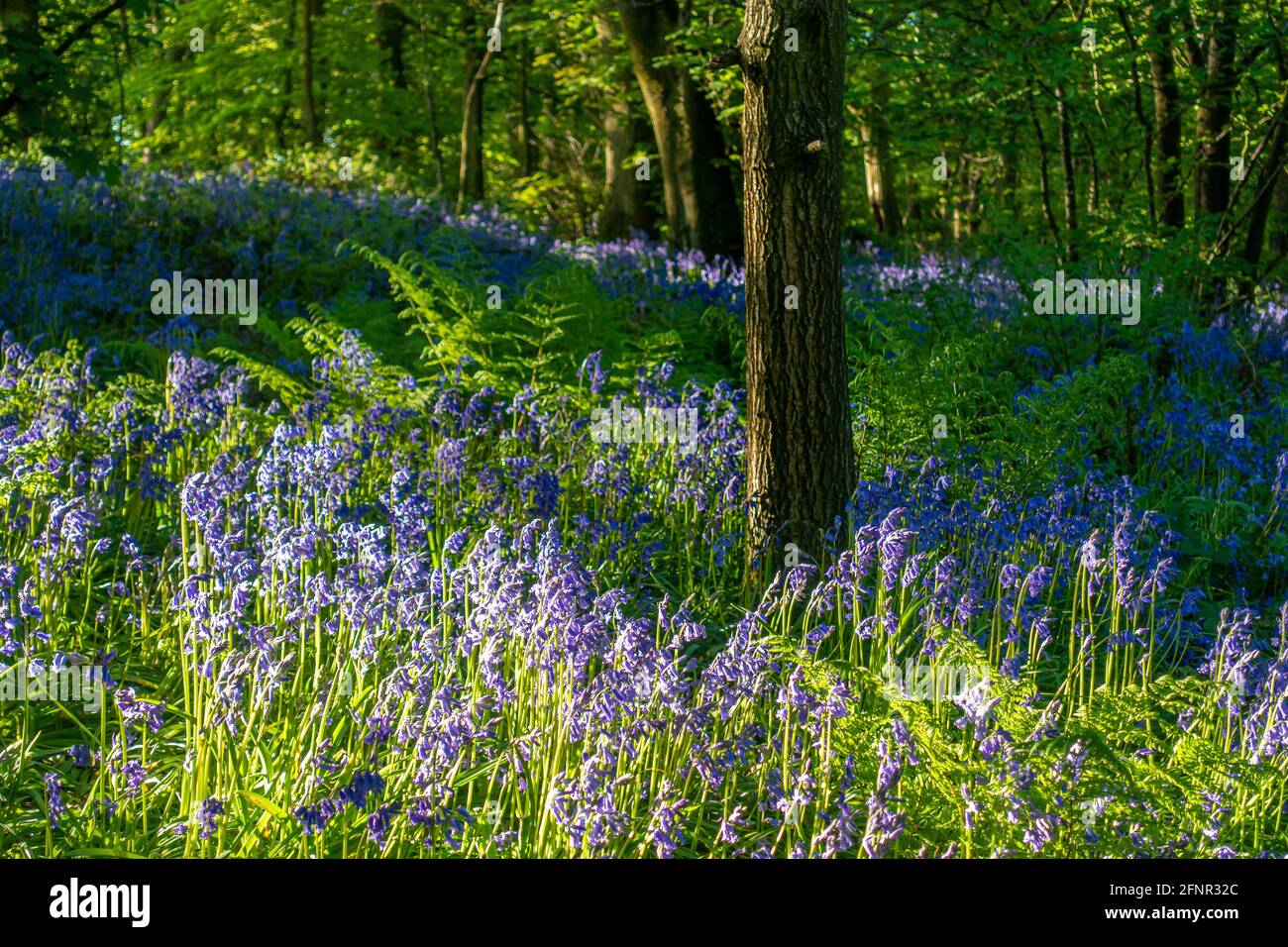 Bluebell Wood in Staffordshire Stock Photo - Alamy